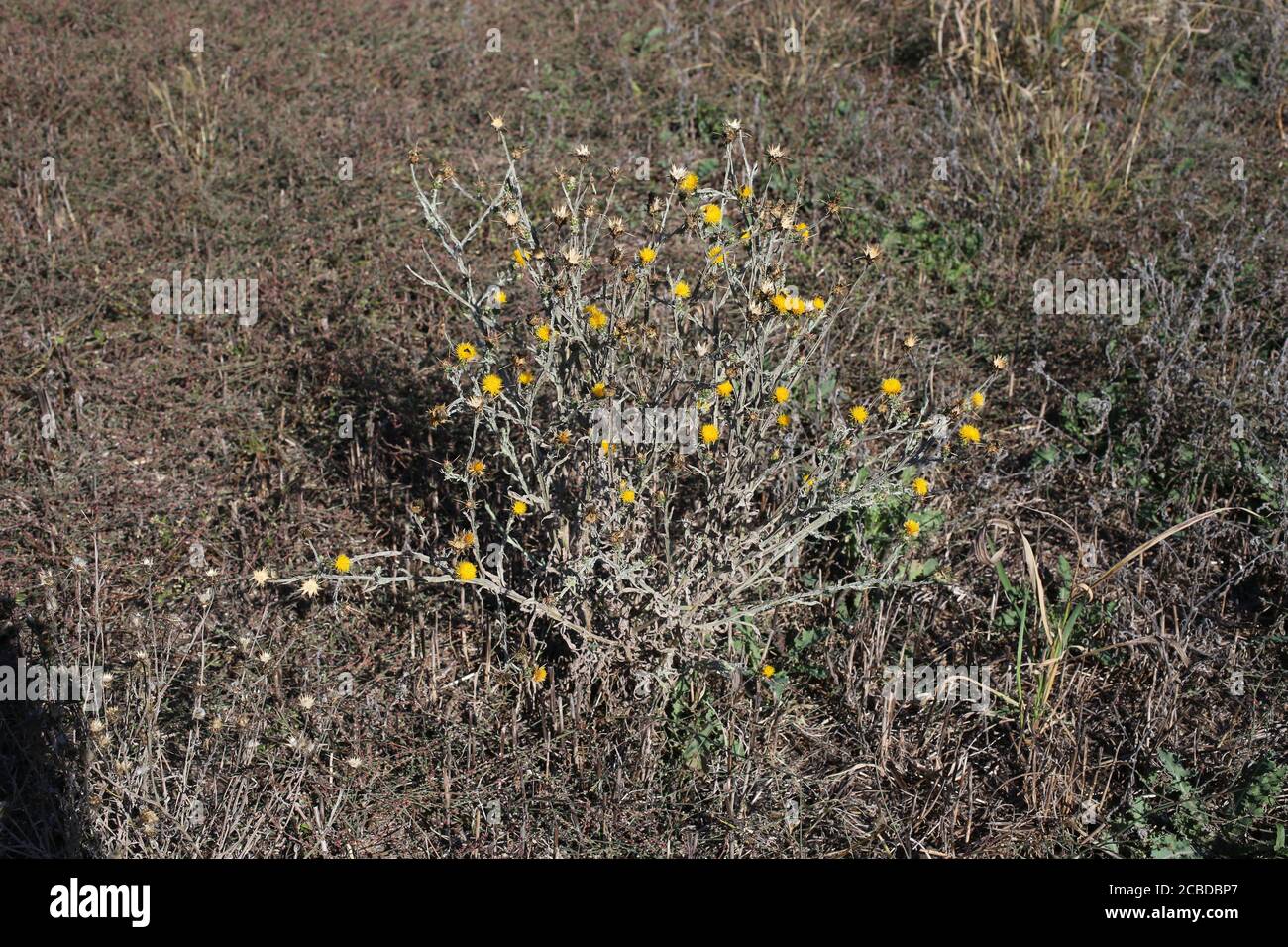 - Wild plant photographed in the fall Stock Photo - Alamy