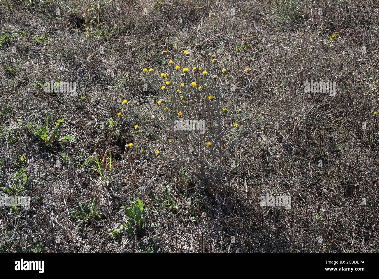 - Wild plant photographed in the fall Stock Photo - Alamy