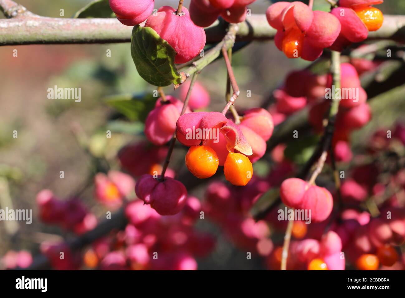 Euonymus europaeus, Spindle-Tree. Wild plant photographed in the fall ...