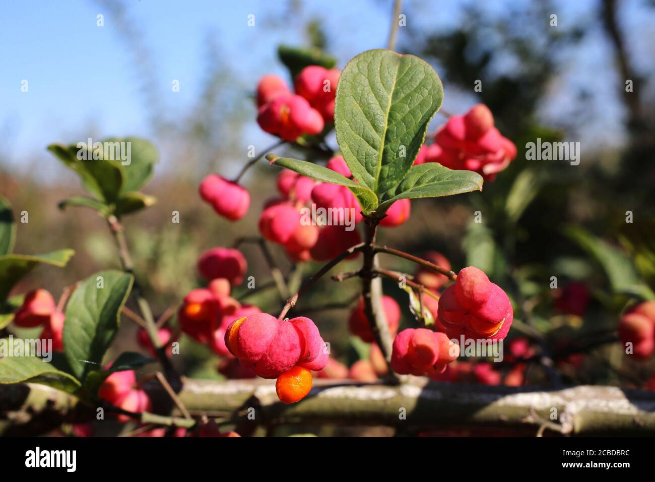 Euonymus europaeus, Spindle-Tree. Wild plant photographed in the fall ...