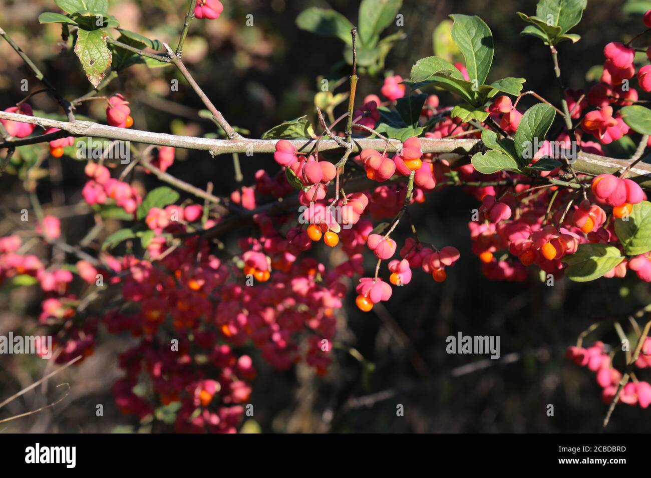 Euonymus europaeus, Spindle-Tree. Wild plant photographed in the fall ...