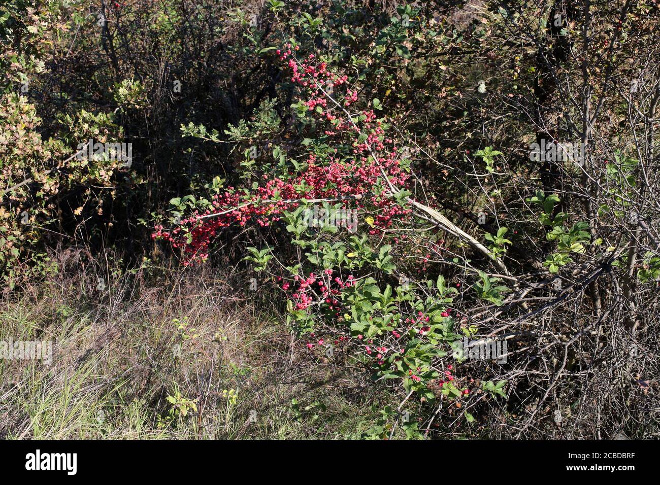 Euonymus europaeus, Spindle-Tree. Wild plant photographed in the fall ...
