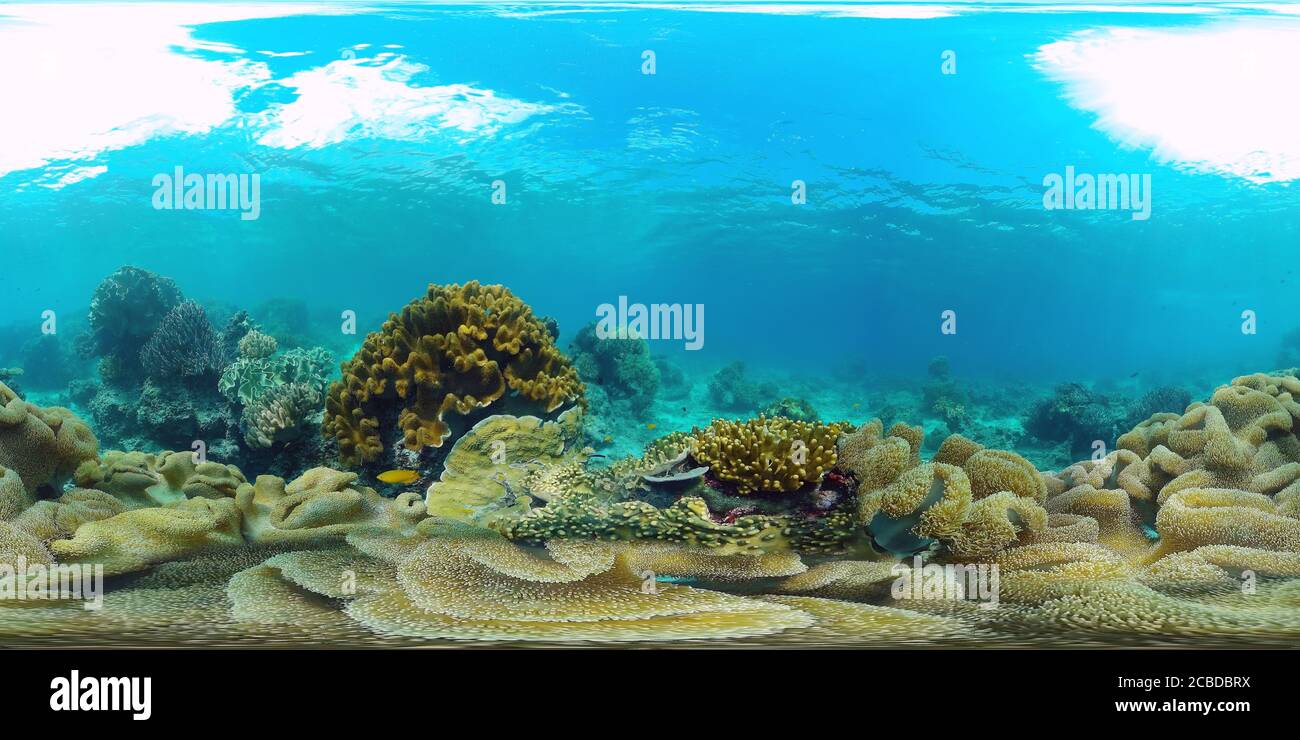 Coral reef underwater with fishes and marine life. Coral reef and ...