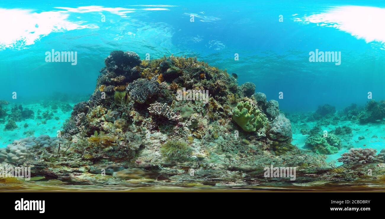 Tropical fishes and coral reef at diving. Beautiful underwater world ...