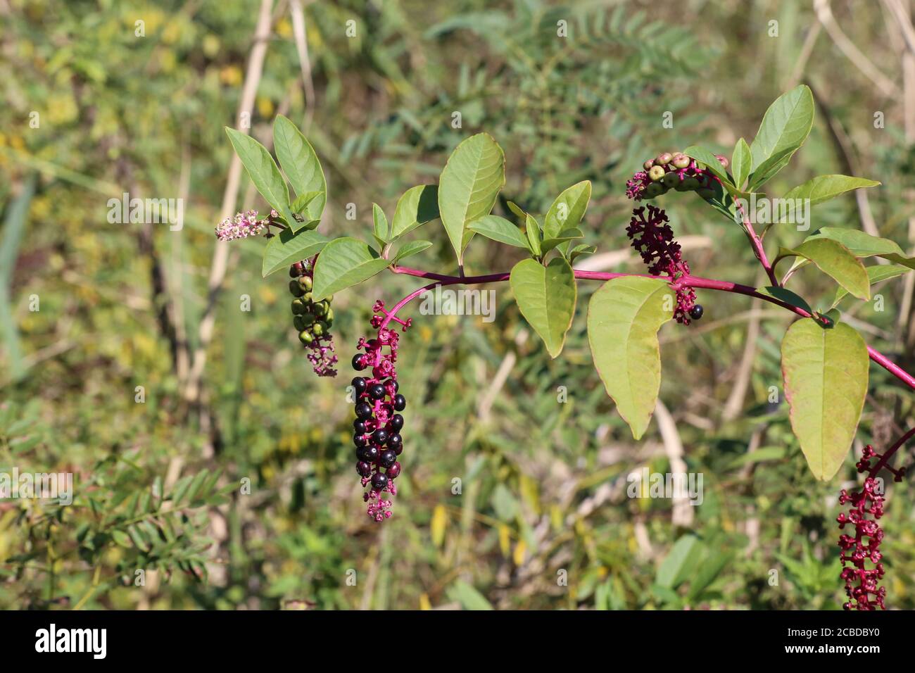Phytolacca americana, American Pokeweed. Wild plant photographed in the ...