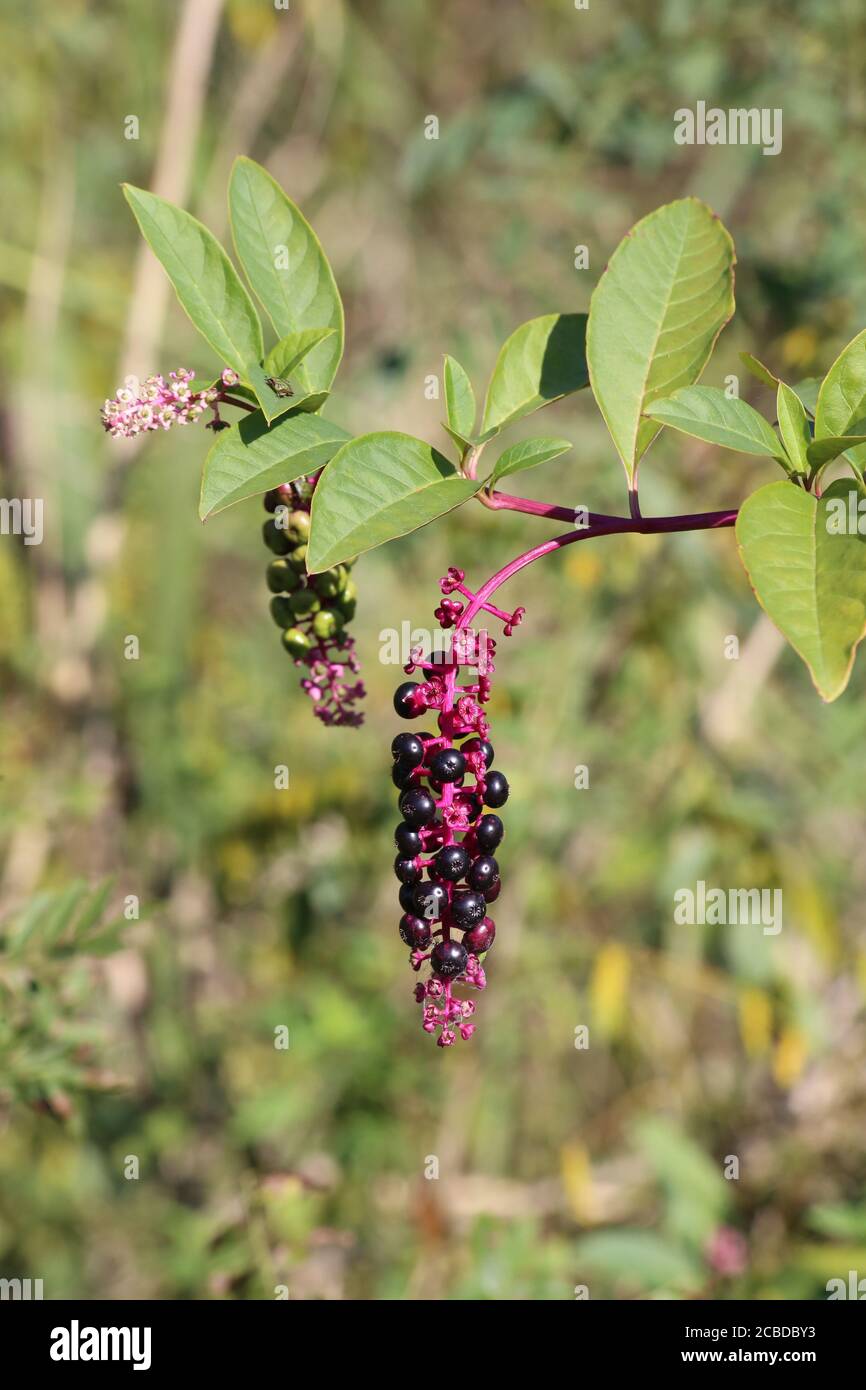 Phytolacca americana, American Pokeweed. Wild plant photographed in the ...
