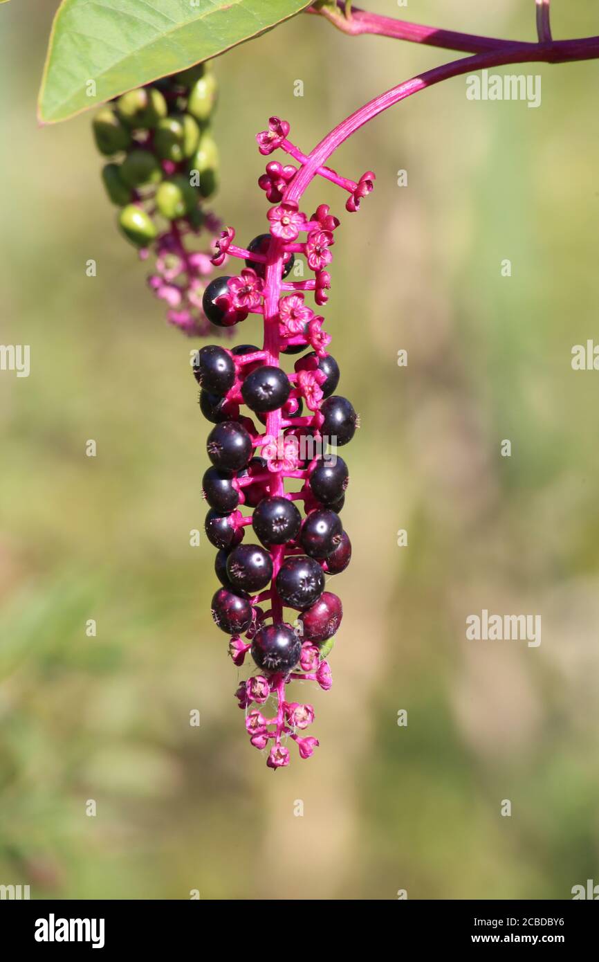 Phytolacca americana american pokeweed hi-res stock photography and ...