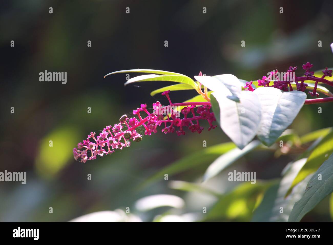 Phytolacca americana, American Pokeweed. Wild plant photographed in the ...