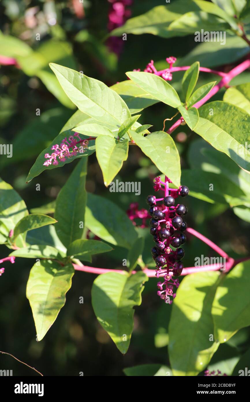 Phytolacca americana, American Pokeweed. Wild plant photographed in the ...