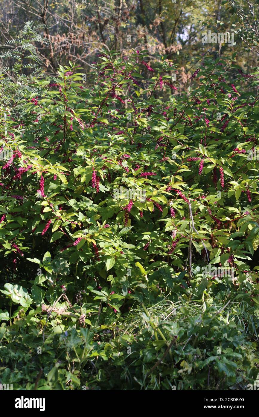 Phytolacca americana, American Pokeweed. Wild plant photographed in the ...