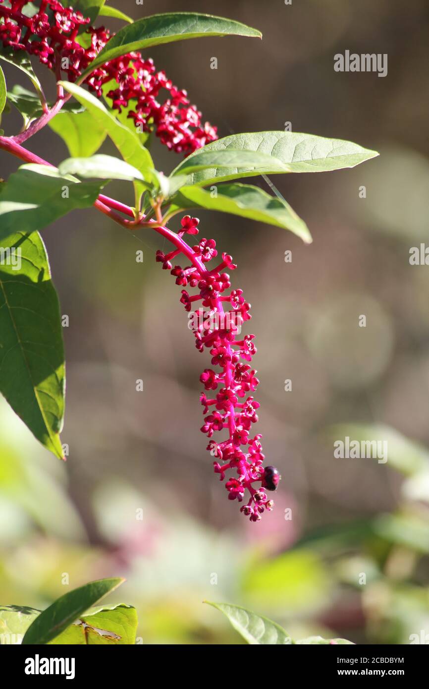 Phytolacca americana, American Pokeweed. Wild plant photographed in the ...