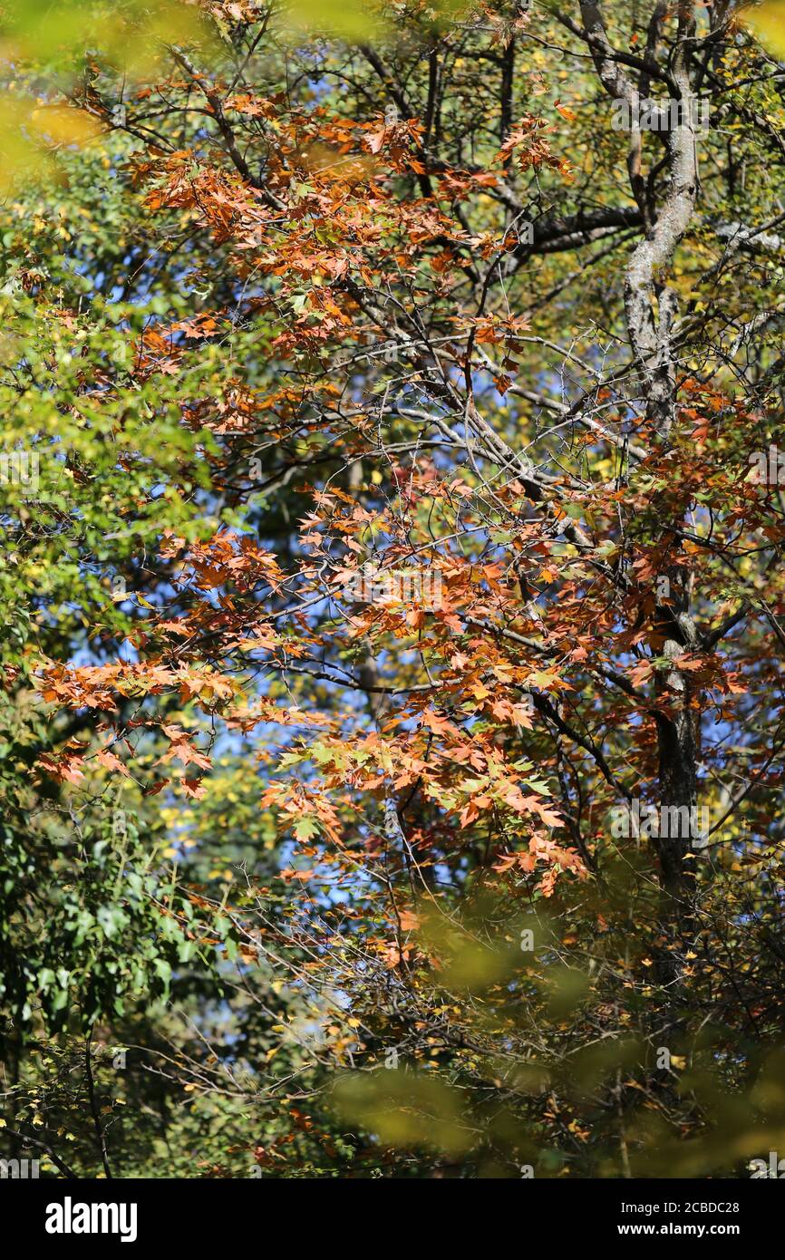 Sorbus torminalis, Wild Service Tree/ Wild plant photographed in the ...