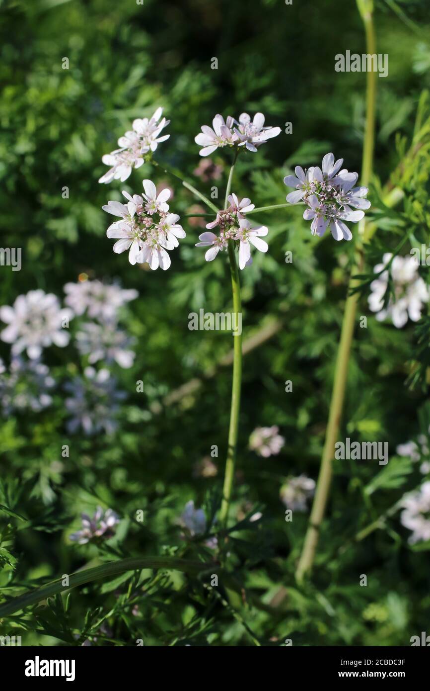 Coriandrum sativum, Coriander. Wild plant photographed in the fall ...