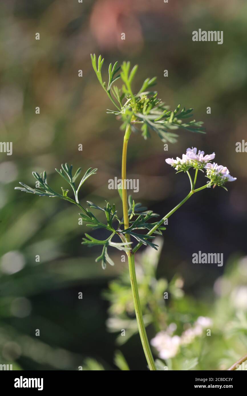 Coriandrum sativum, Coriander. Wild plant photographed in the fall ...