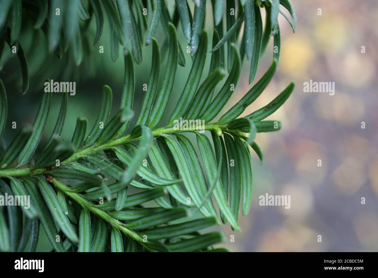 Taxus baccata, Common Yew. Wild plant photographed in the fall Stock ...