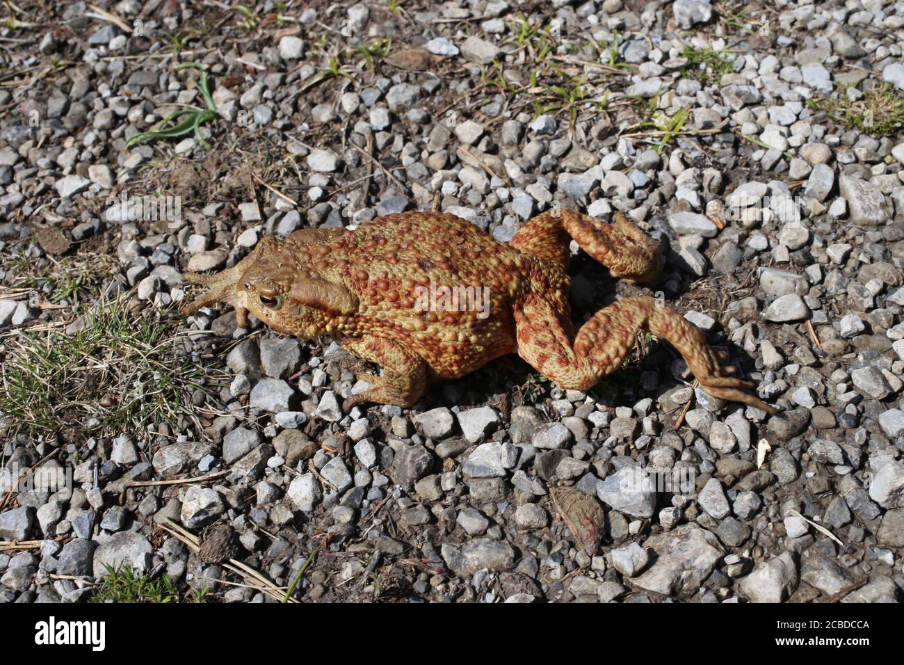 Bufo bufo spinosus hi-res stock photography and images - Alamy