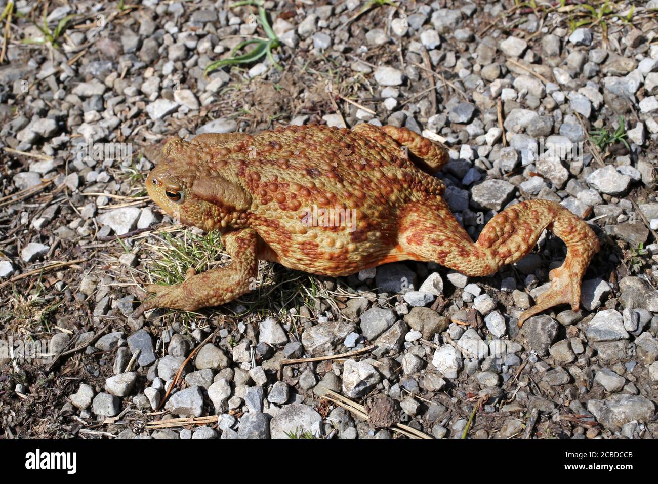Bufo bufo spinosus - frog in nature Stock Photo - Alamy