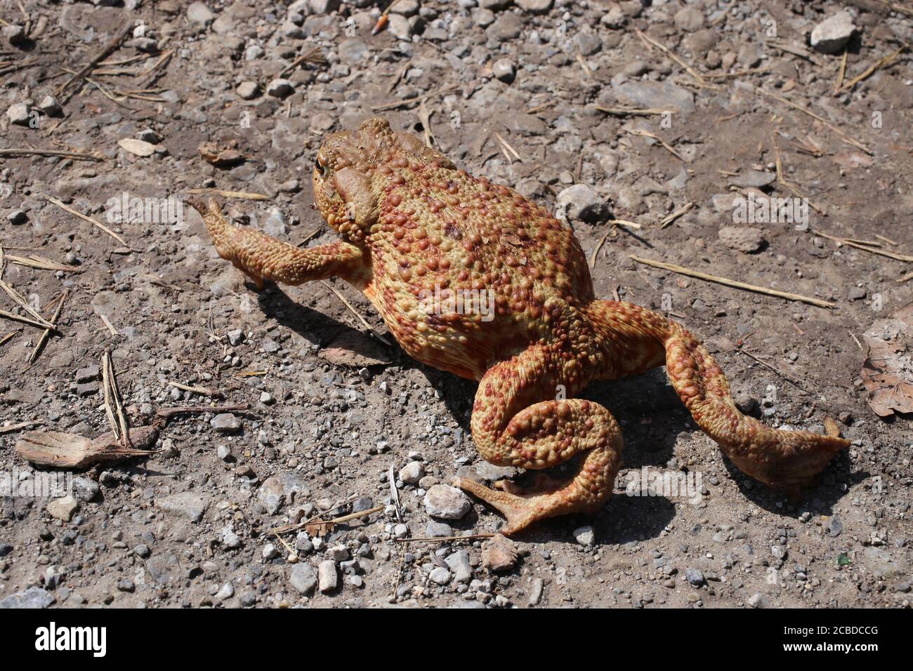 Bufo bufo spinosus - frog in nature Stock Photo - Alamy