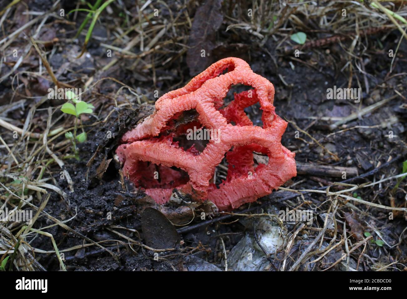 Clathrus ruber - Wild mushroom shot in the summer Stock Photo - Alamy
