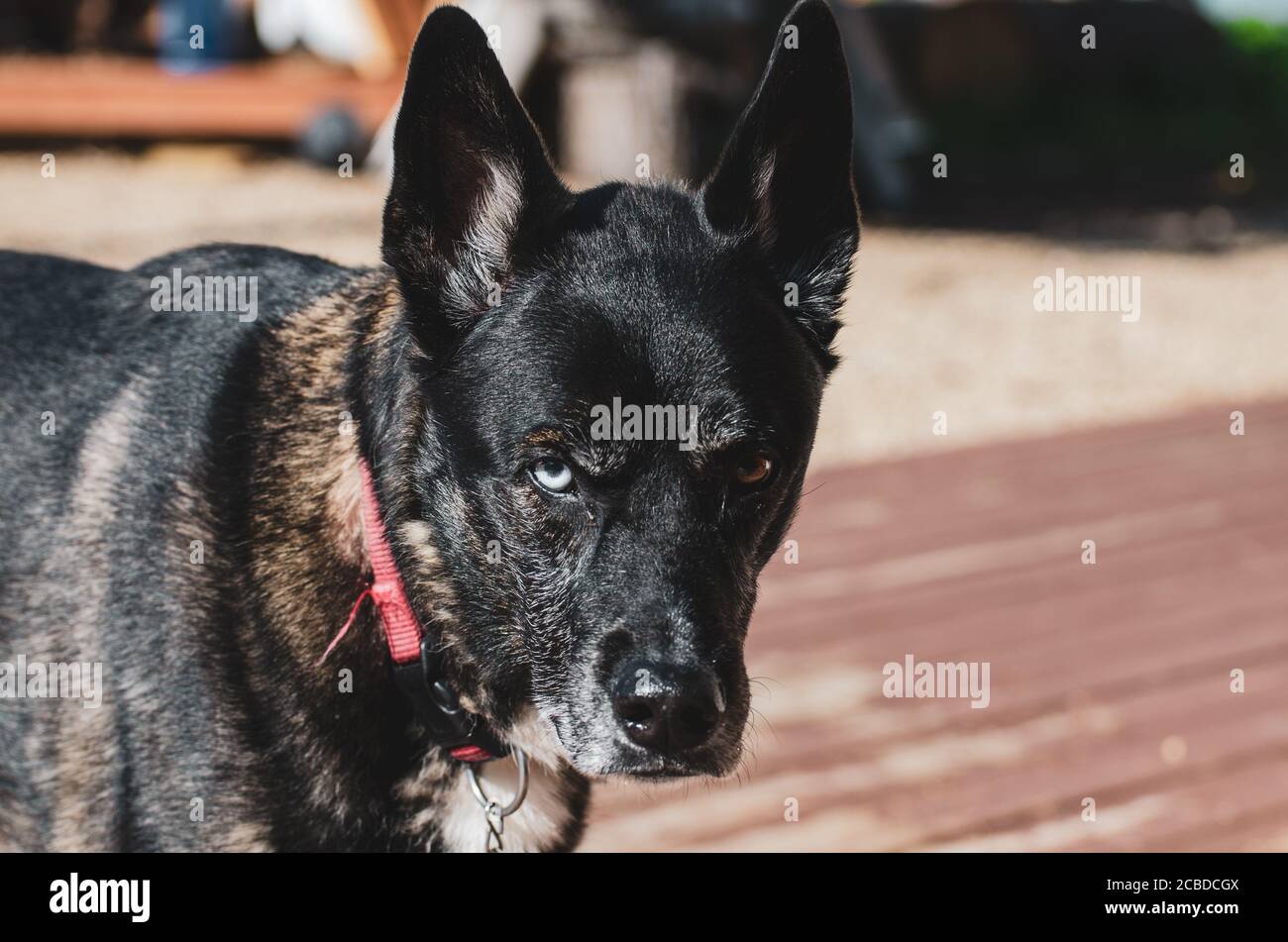 Serious german shepherd hi-res stock photography and images - Alamy