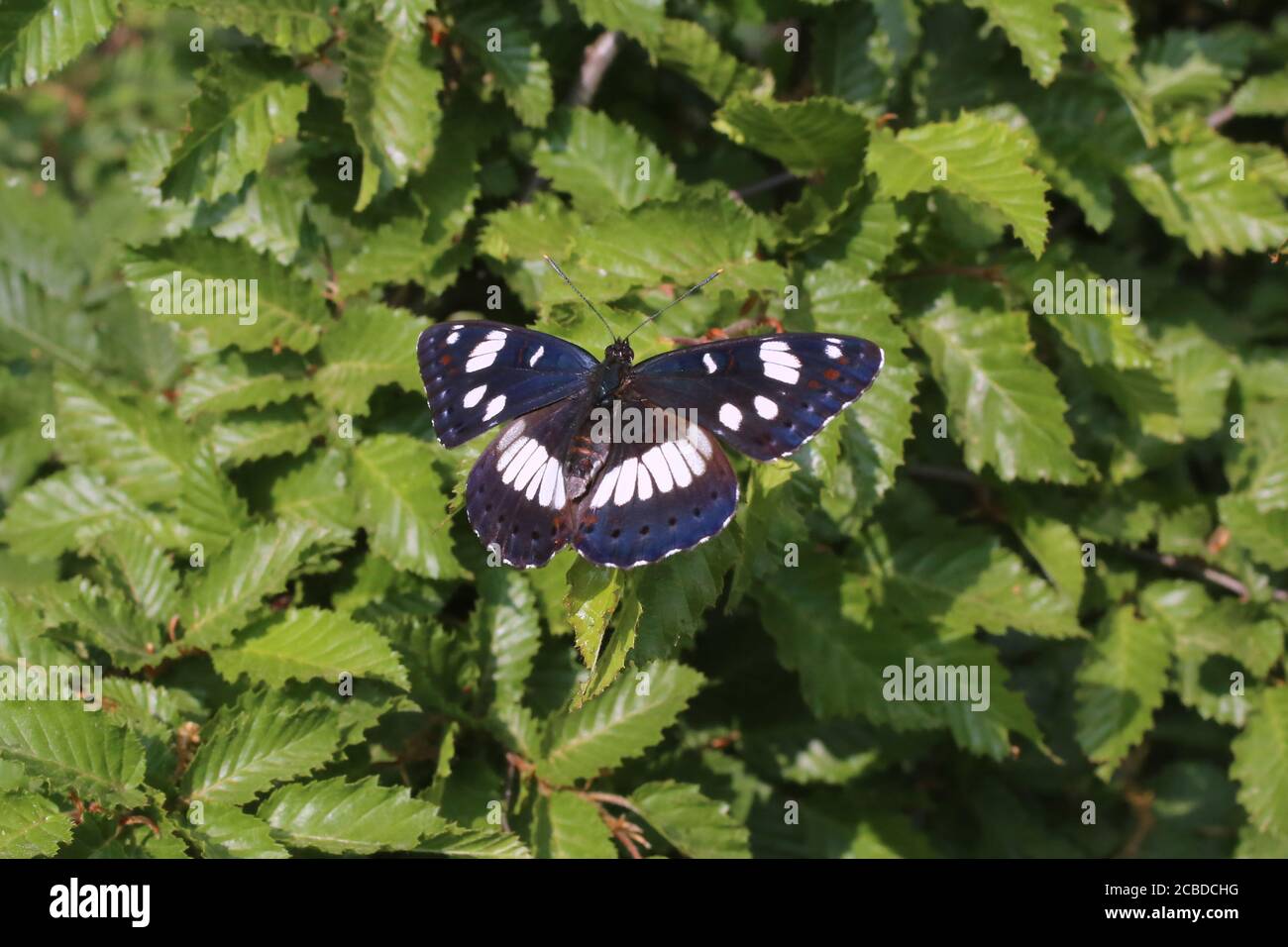 Limenitis reducta - Butterfly photographed in the summer in the wild ...