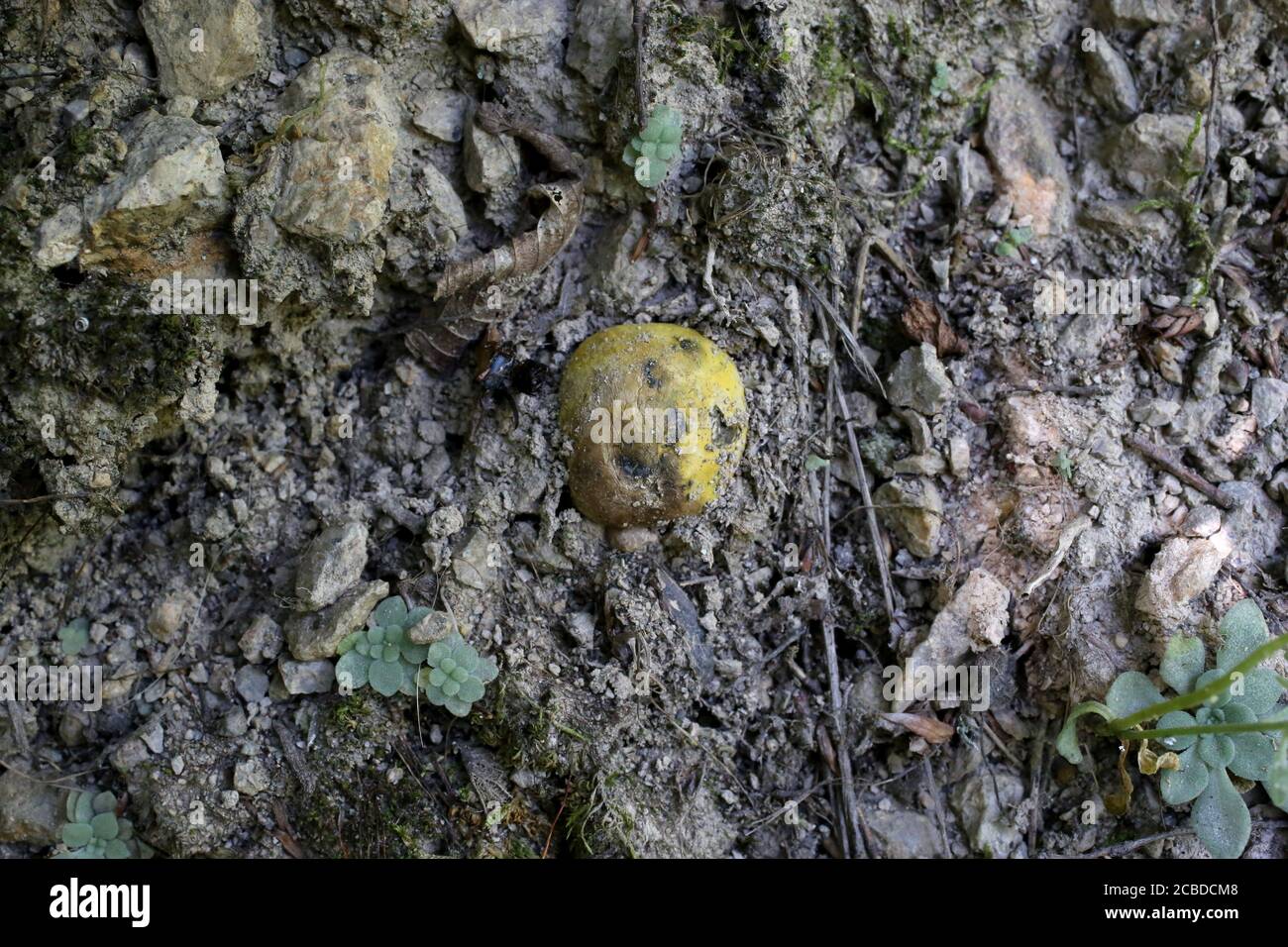 Pisolithus High Resolution Stock Photography and Images - Alamy