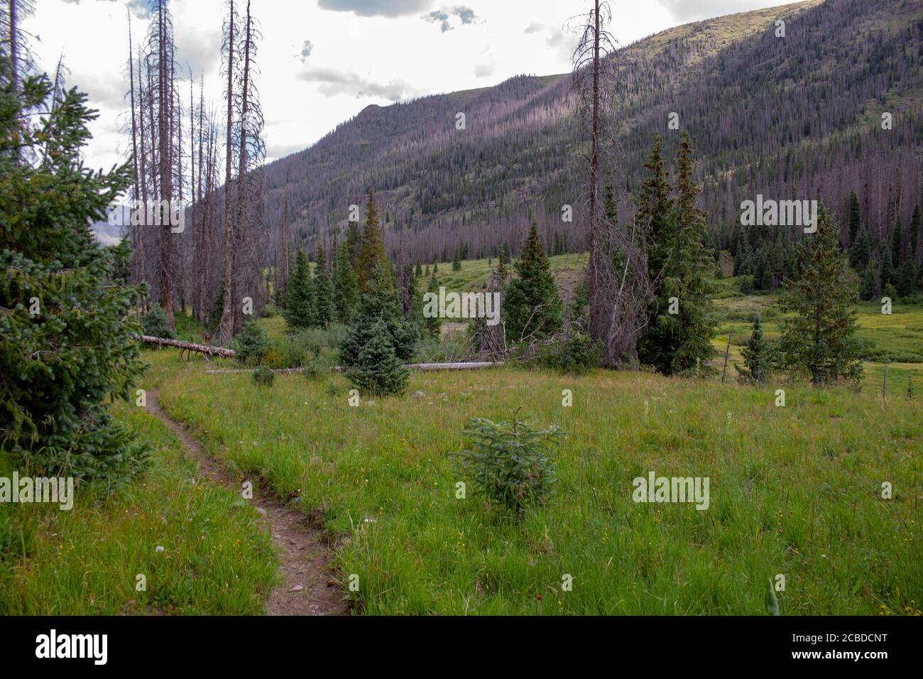 Remote trail goes through alpine meadow in the Weminuche Wilderness ...