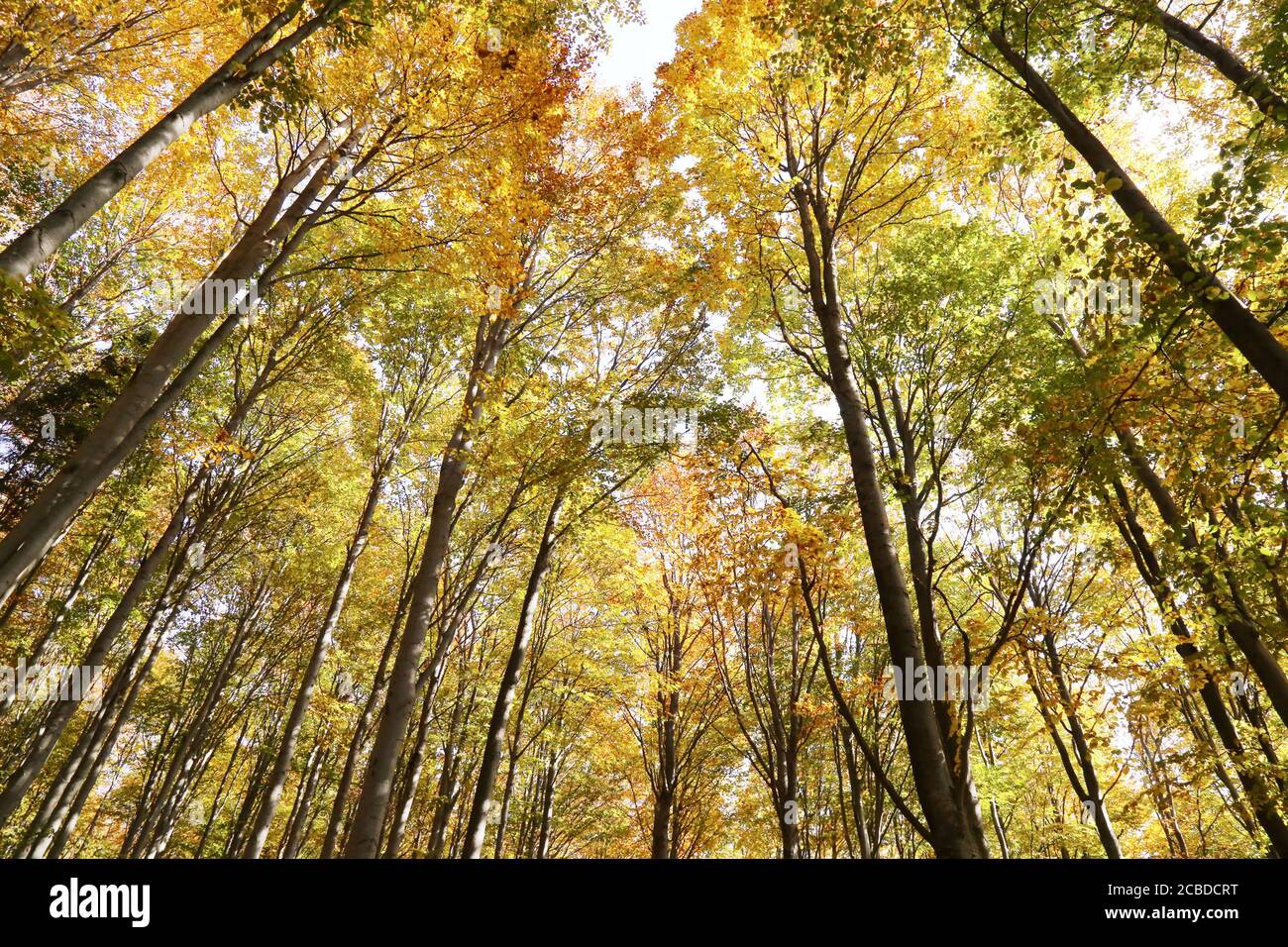 Moments of wildlife. Wonderful photos taken from autumn Stock Photo - Alamy