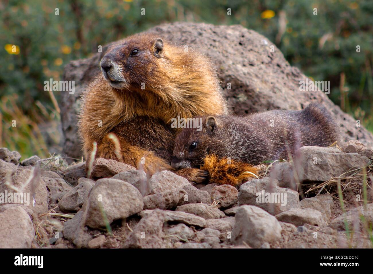 Two yellow-bellied marmots, a mother and her child, play among rocks in ...