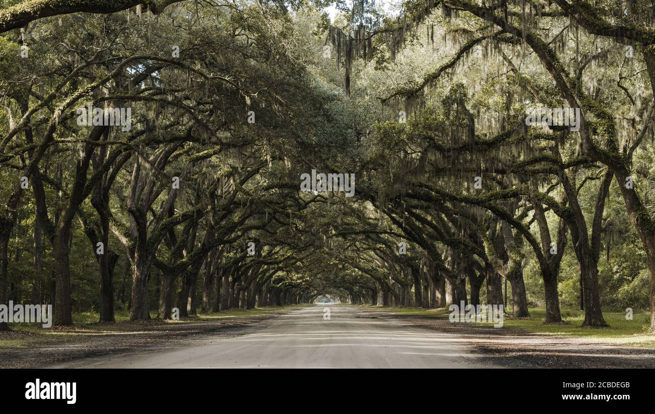 Droopy trees hi-res stock photography and images - Alamy