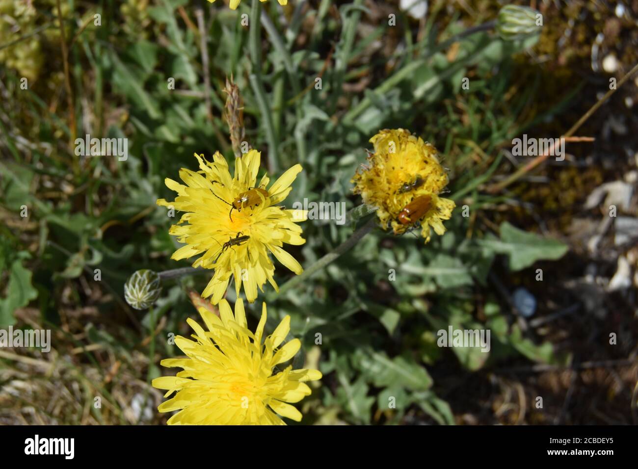 Closeup shot of insects in a dandelion in a park Stock Photo - Alamy