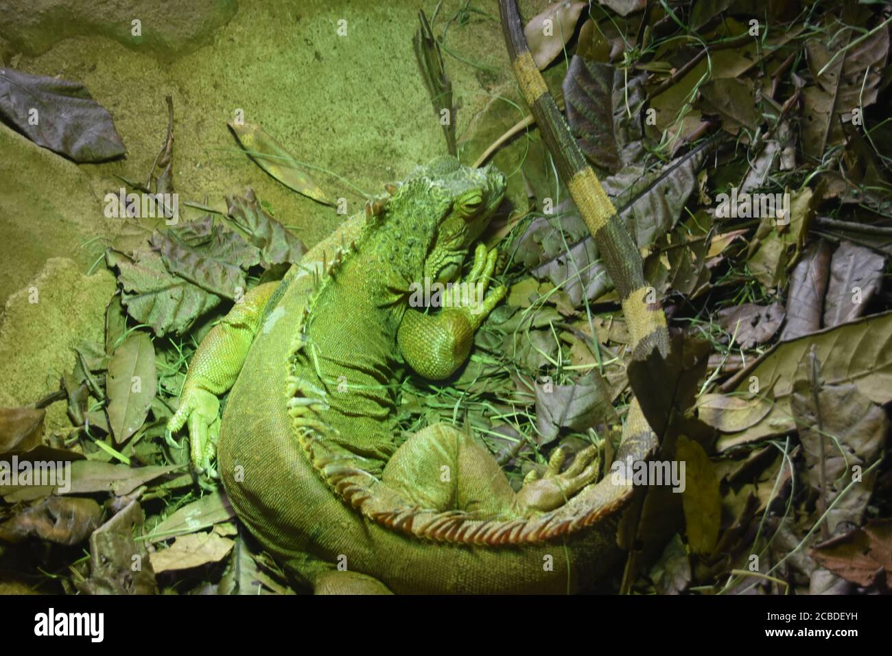 Top view closeup shot of a sleeping iguana inside it's home Stock Photo ...