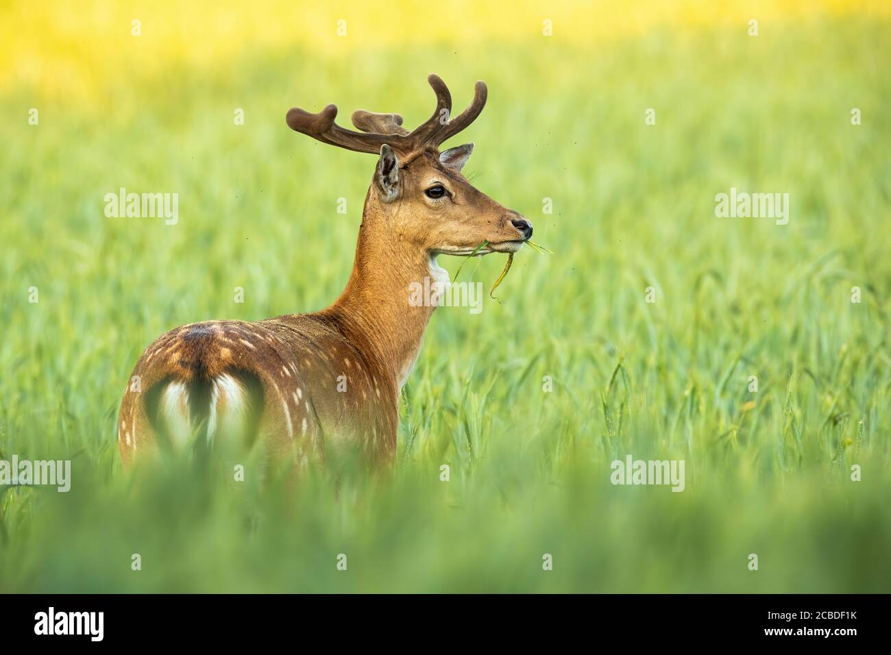 Magnificent fallow deer stag standing in grain in summer nature Stock ...