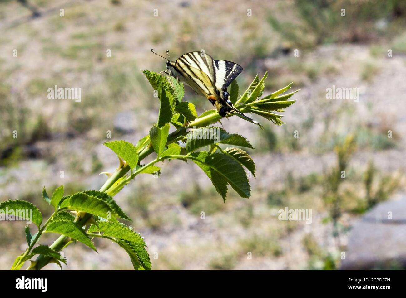 Beautiful swallowtail yellow butterfly. Papilio hospiton, corsican ...
