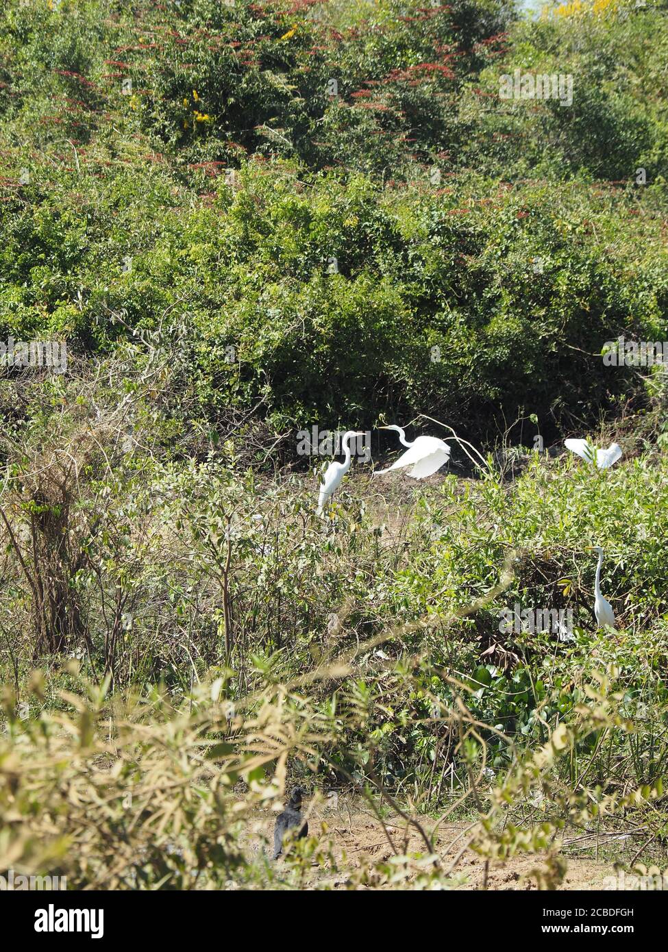 Parkland birds hi-res stock photography and images - Alamy