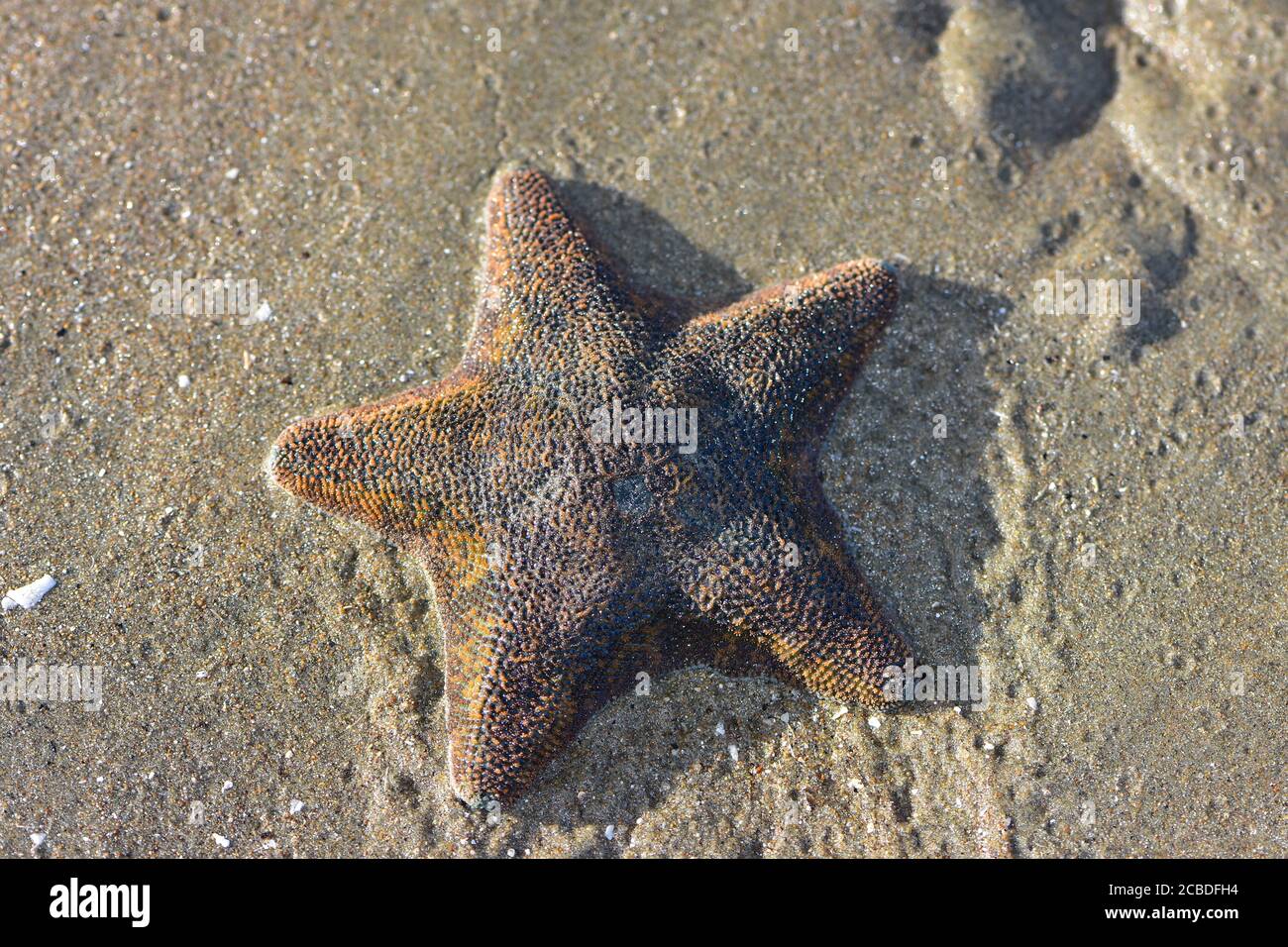 Patiriella regularis hi-res stock photography and images - Alamy