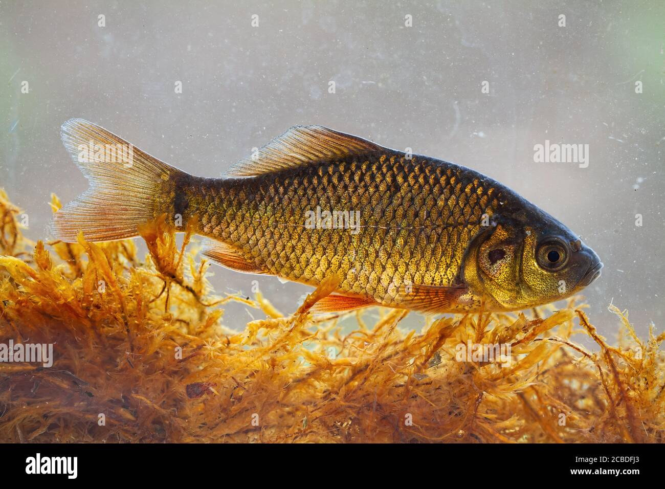 Alive young crucian carp diving in river water under surface Stock ...