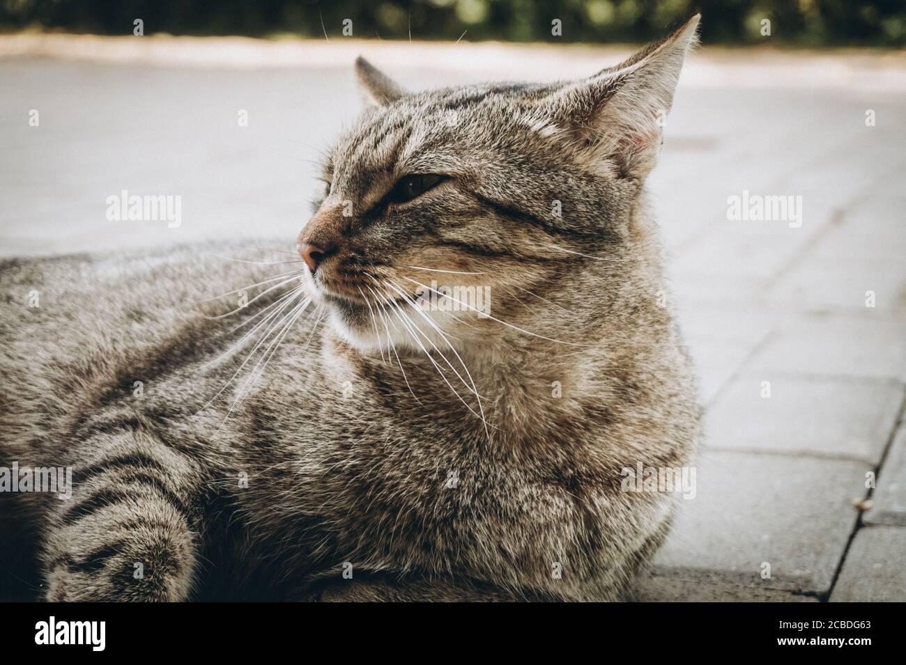 Domestic cat - horizontal photograph Stock Photo - Alamy