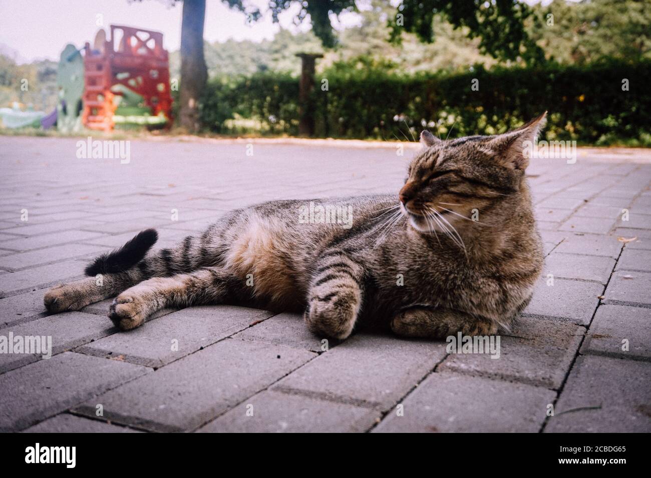 Domestic cat laying on a ground Stock Photo - Alamy