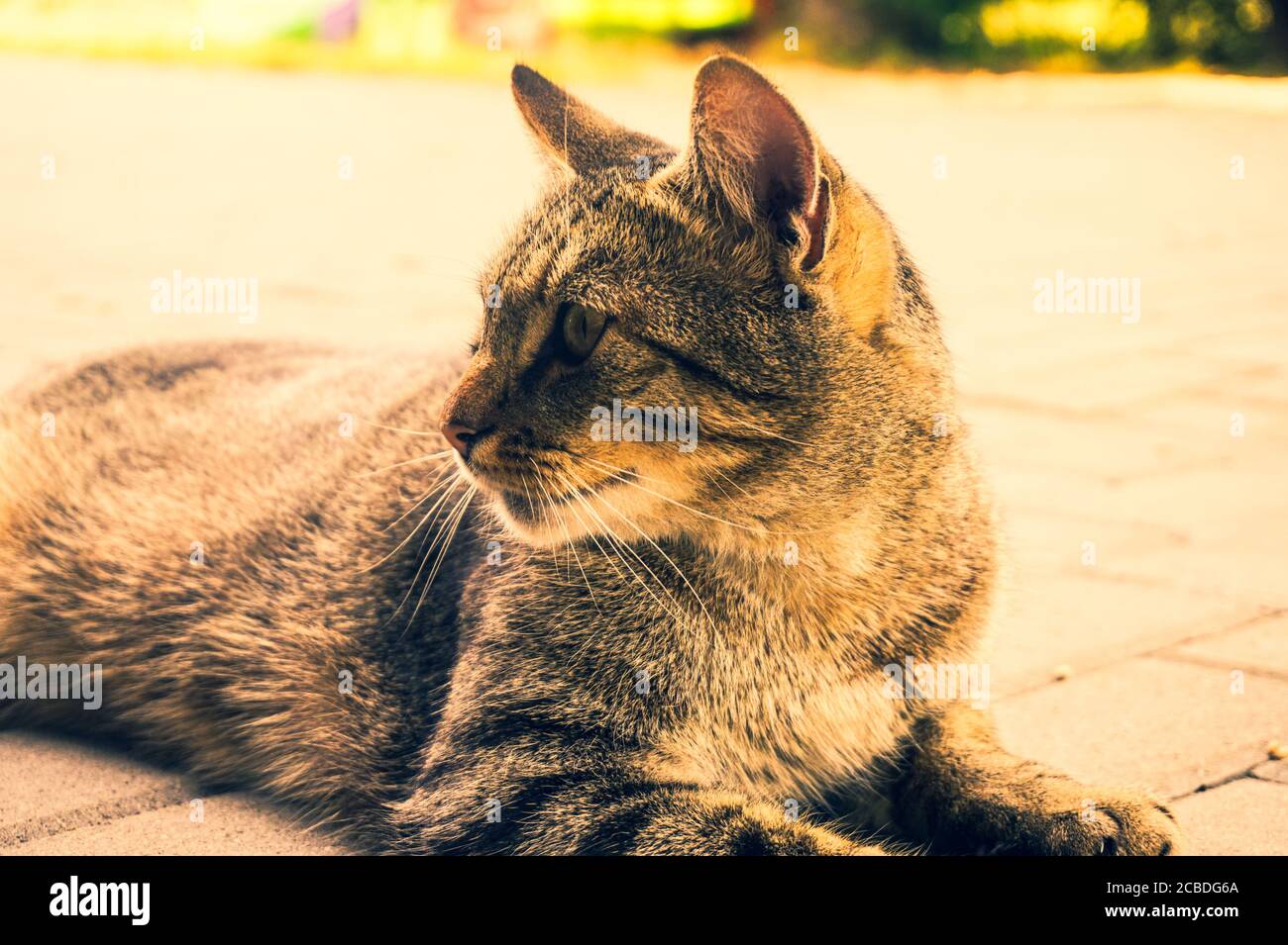 Domestic cat - horizontal photograph Stock Photo - Alamy