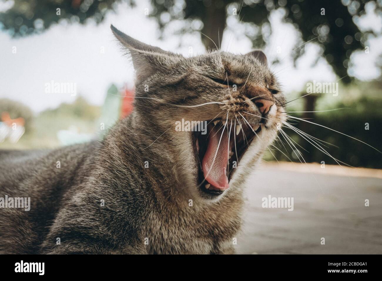 Yawing animal hi-res stock photography and images - Alamy