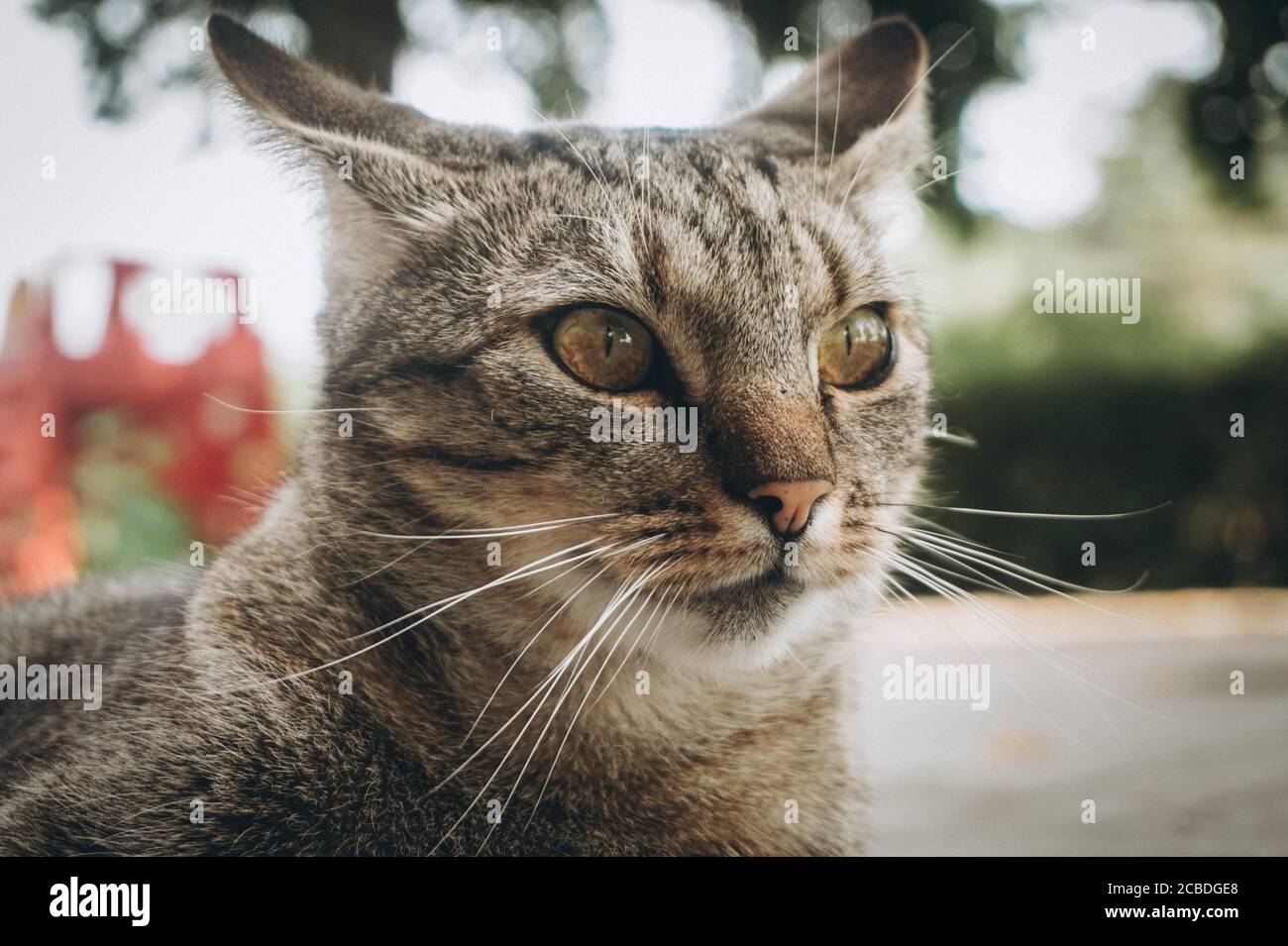 Domestic cat - horizontal photograph Stock Photo - Alamy