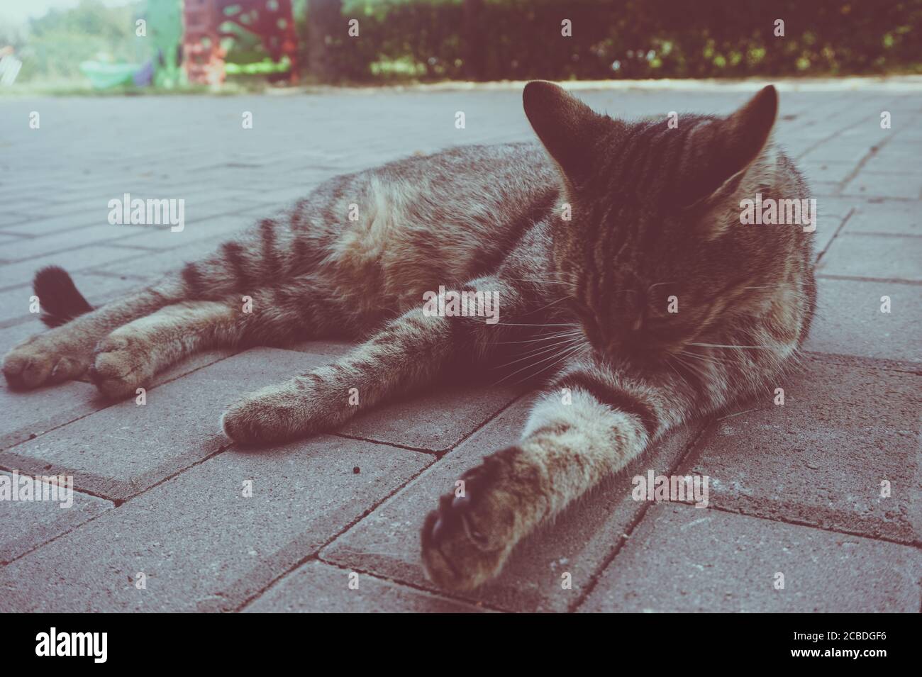 Domestic cat - horizontal photograph Stock Photo - Alamy