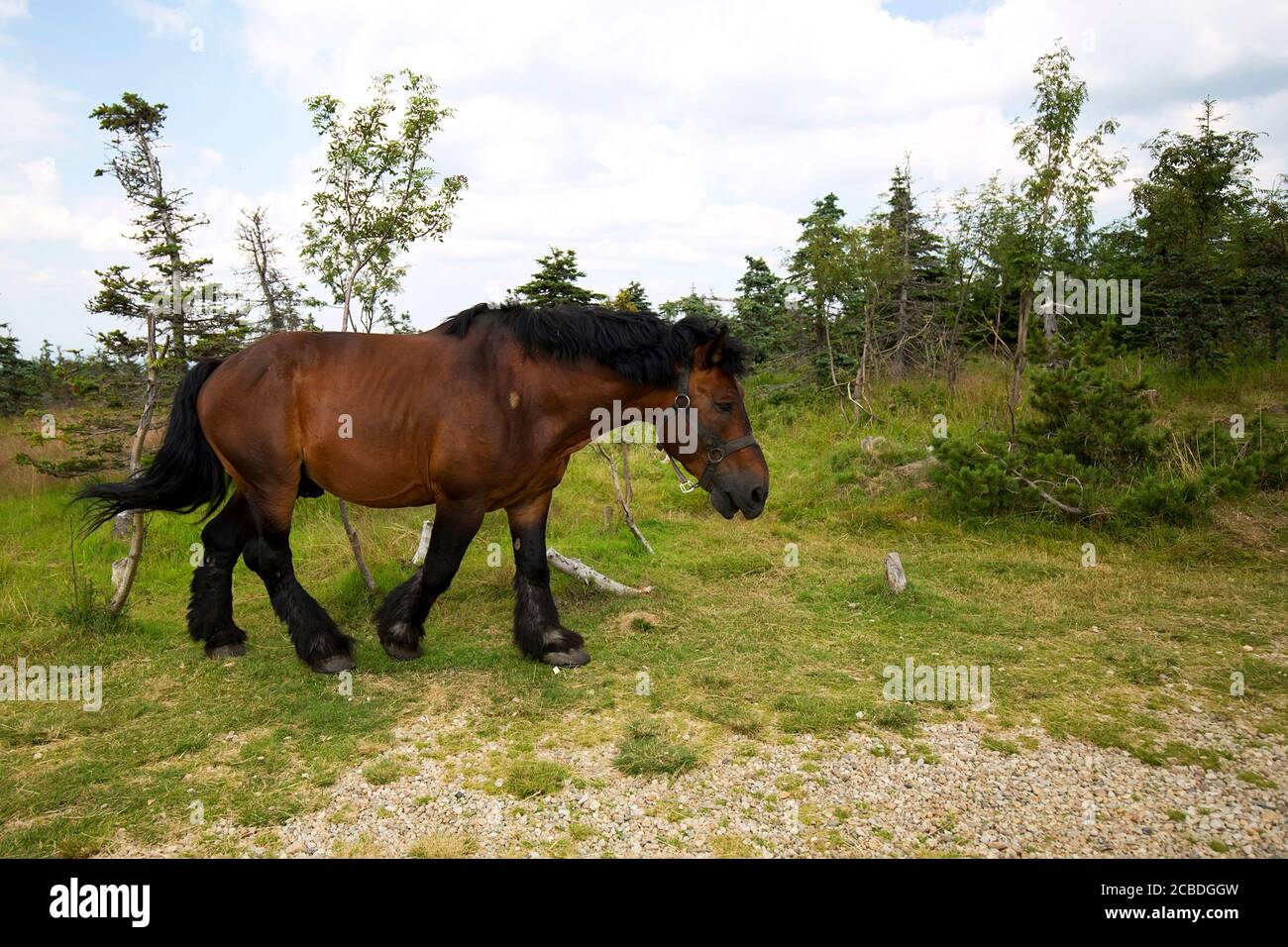 Horse in a clearing Stock Photo - Alamy