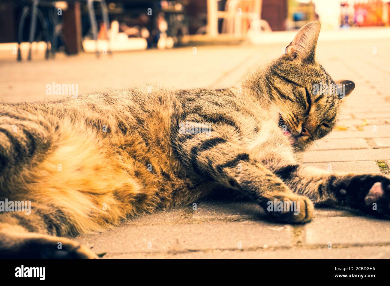 Domestic cat - horizontal photograph Stock Photo - Alamy