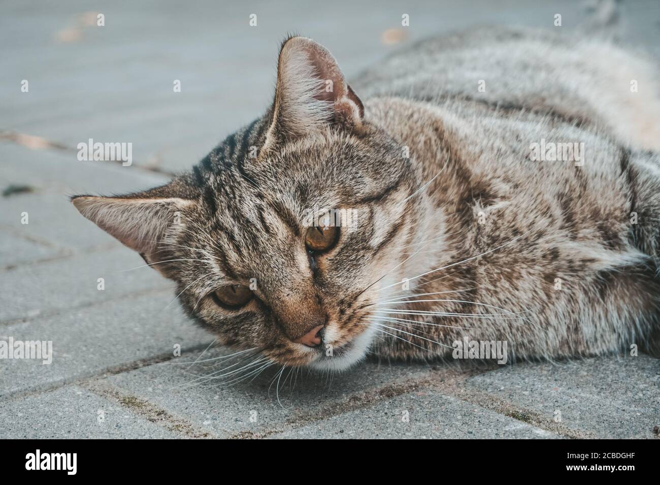 Domestic cat laying on a ground Stock Photo - Alamy