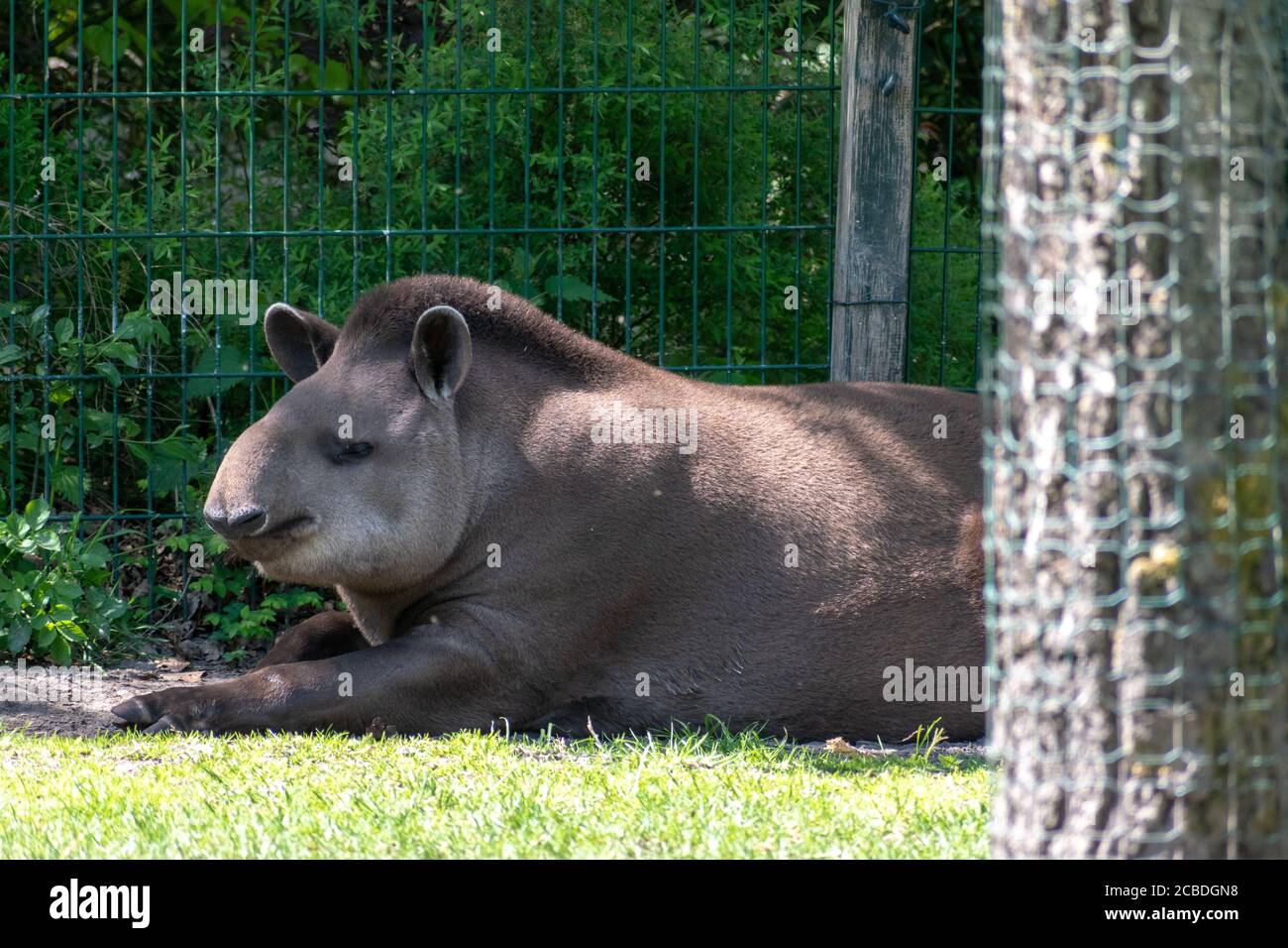 Large tapir lying on the grass in a zoo during daylight Stock Photo - Alamy