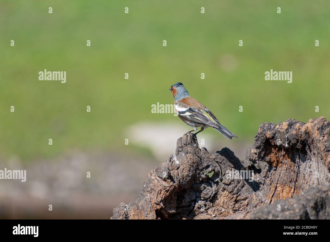 Selective focus shot of a small finch bird on a piece of wood during ...