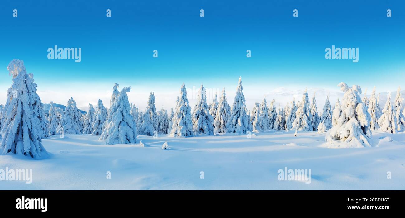 High resolution tree image hi-res stock photography and images - Alamy