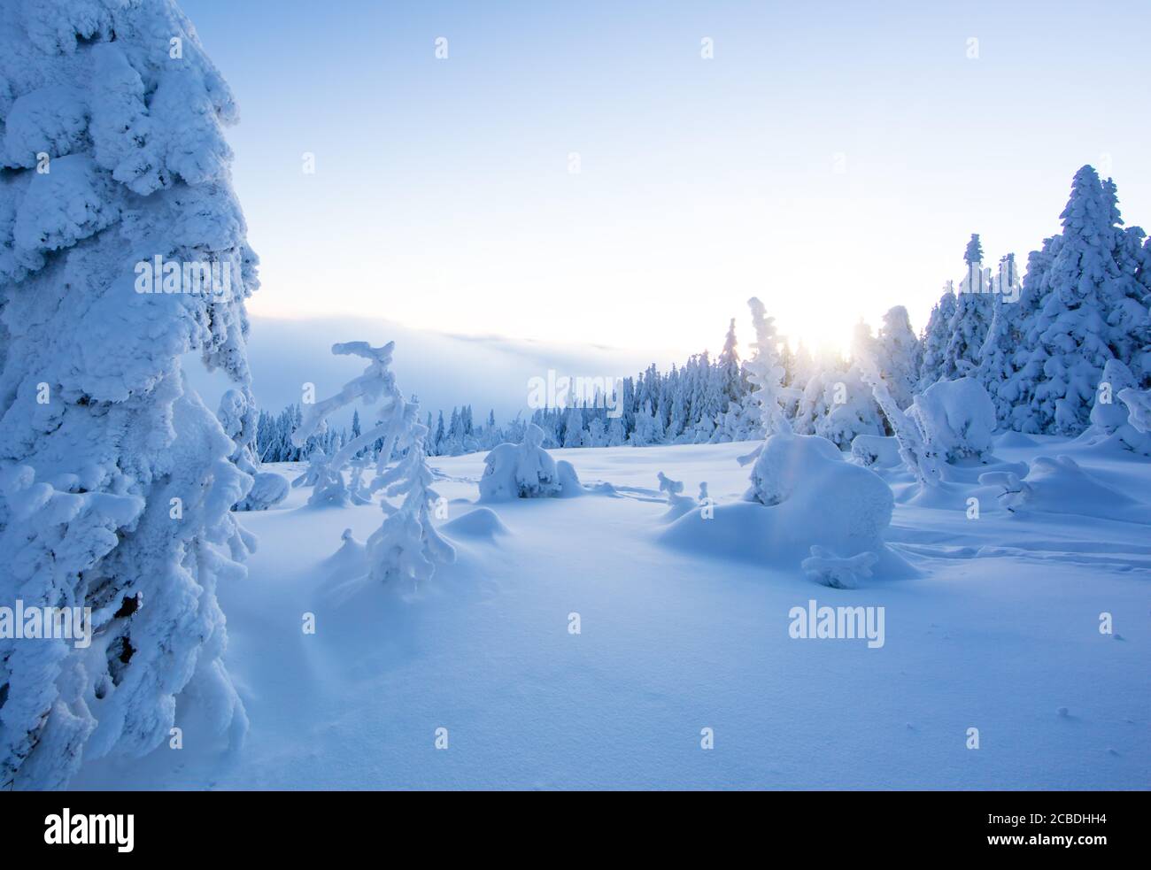 Snowy spruce tree hi-res stock photography and images - Alamy